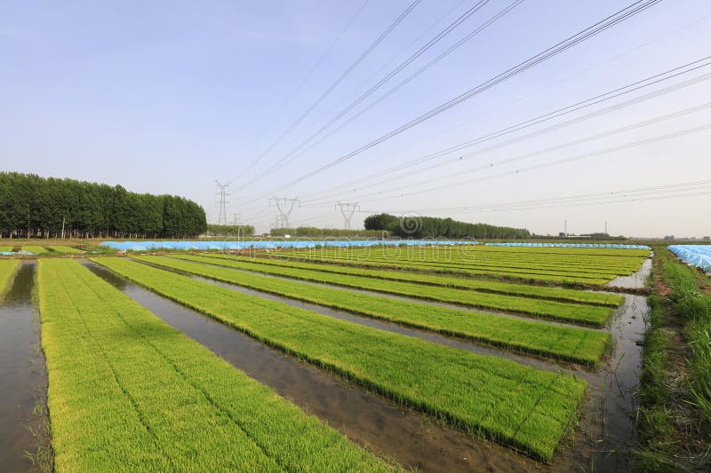 Rice seedling bed stock image. Image of farming, industry - 386224171