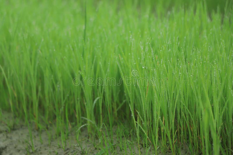 Rice Seedling Bed in Winter Season Stock Image - Image of farm ...