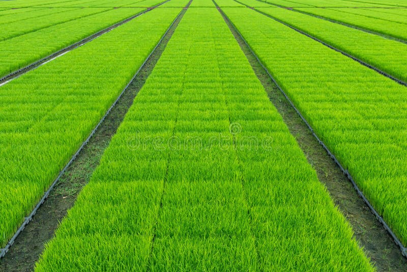 Rice Seedling Breeding Plots Stock Photo - Image of green, countryside ...