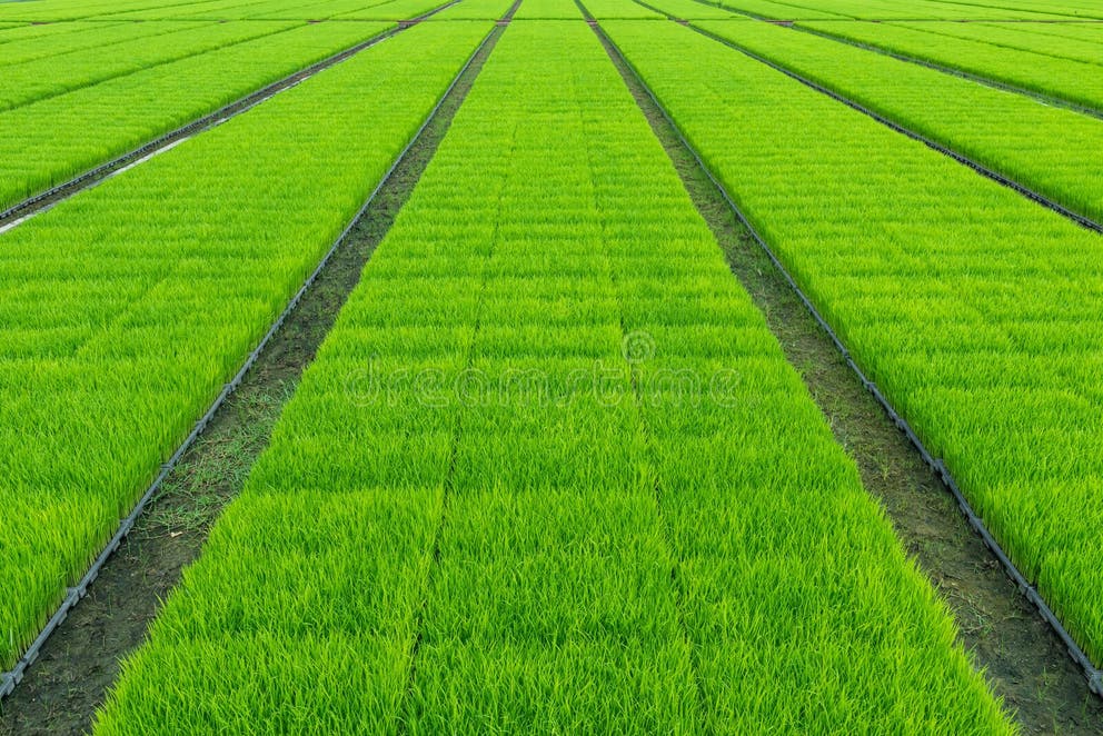 Rice Seedling Breeding Plots Stock Photo - Image of green, countryside ...