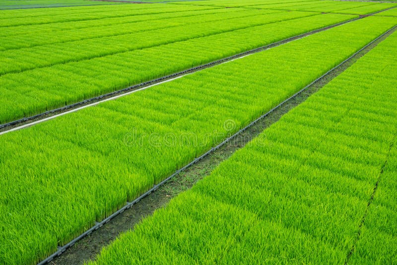 Rice Seedling Breeding Plots Stock Image - Image of beautiful, high ...