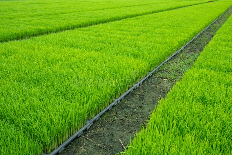 Rice Seedling Breeding Plots Stock Photo - Image of cultivate ...