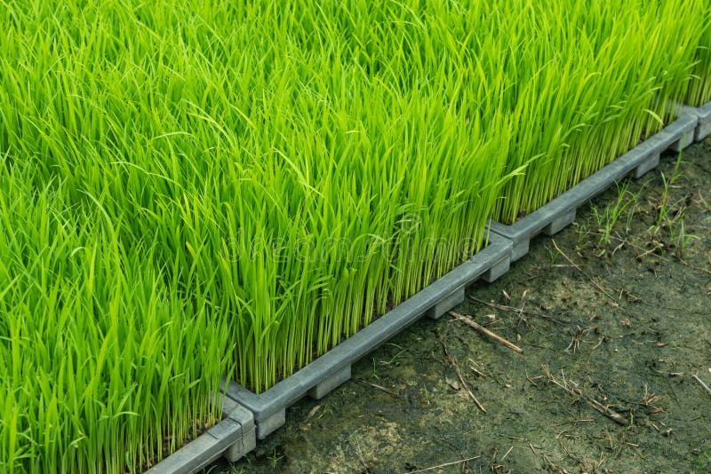 Rice Seedling Breeding Plots Stock Photo - Image of backyard ...