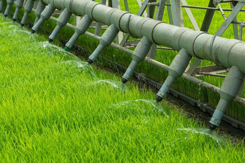 Rice Seedling Breeding Plots Stock Image - Image of technology ...