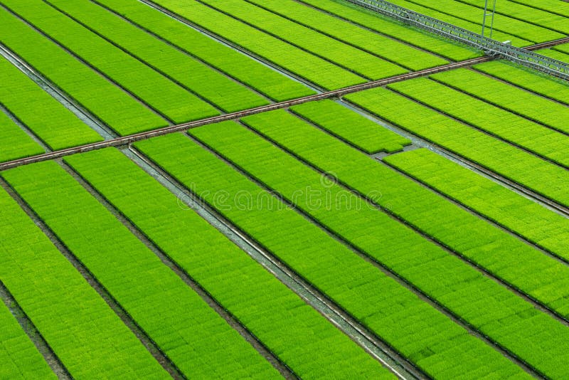 Rice Seedling Breeding Plots, High Stock Image - Image of farmer ...