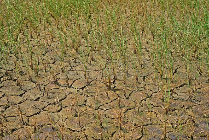 Rice Growing On Drought Field Stock Photo - Image of landscape, asia ...