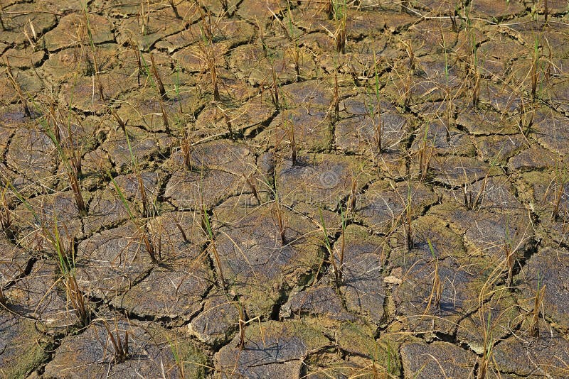 Rice damage on leaves stock photo. Image of natural, health - 94541924