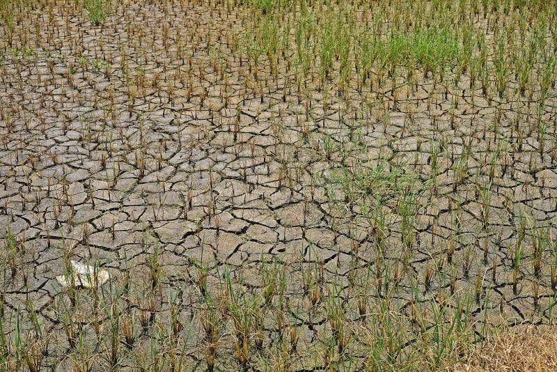 Rice Growing On Drought Land Stock Photo - Image of concept, flower ...