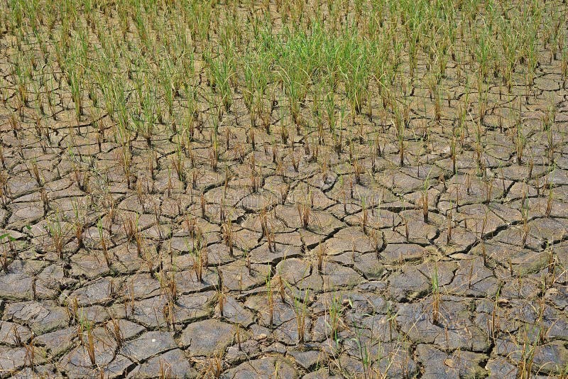 Rice Seedling Damage from Drought Stock Photo - Image of earth, ground ...