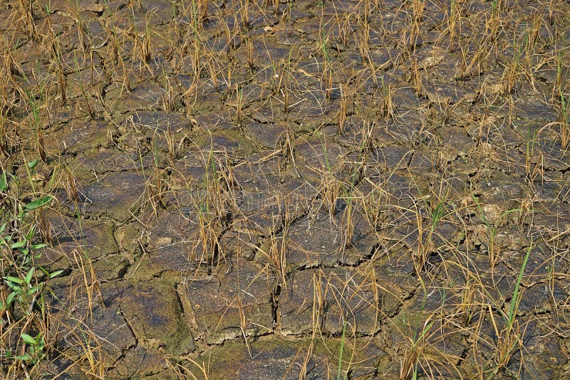 Rice Seedling Damage from Drought Stock Image - Image of drought ...