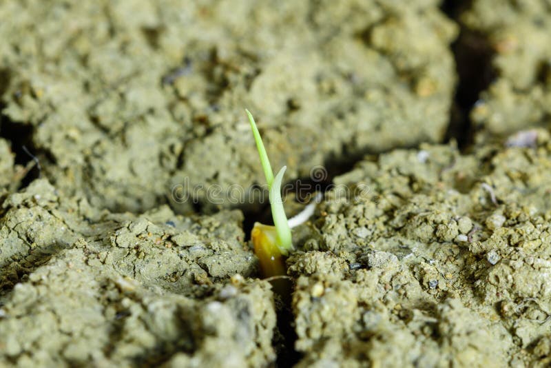 Seed Germination,Seedlings Rice Plant. Stock Image - Image of ...