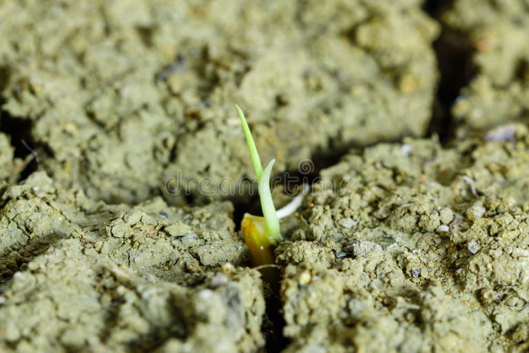 The Rice Seedling Germinate Stock Photo - Image of botany, germination ...
