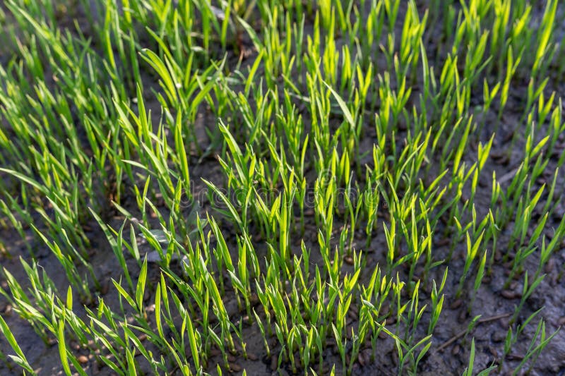 156 Rice Germinate Stock Photos - Free & Royalty-Free Stock Photos from ...