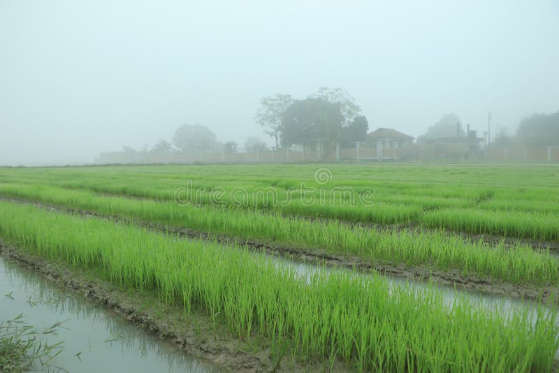 Rice Seedling Growing in the Rice Field Stock Photo - Image of initial ...