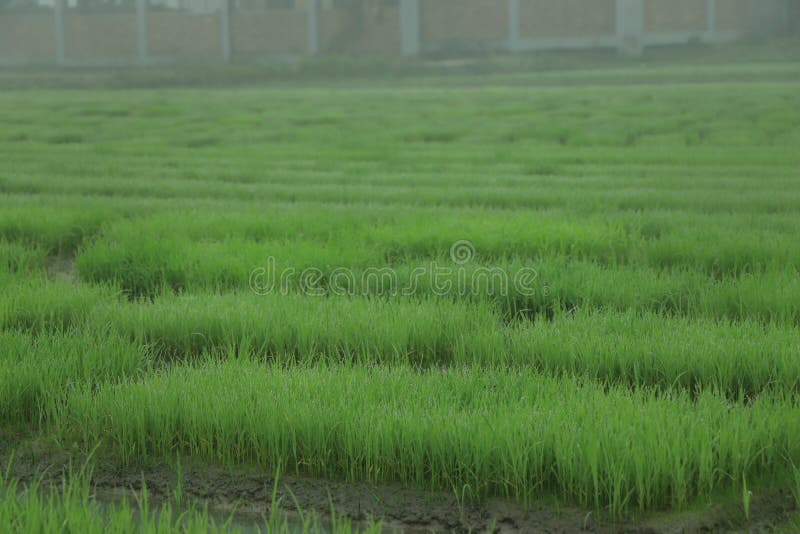 Rice Seedling Growing in the Rice Field Stock Image - Image of nature ...