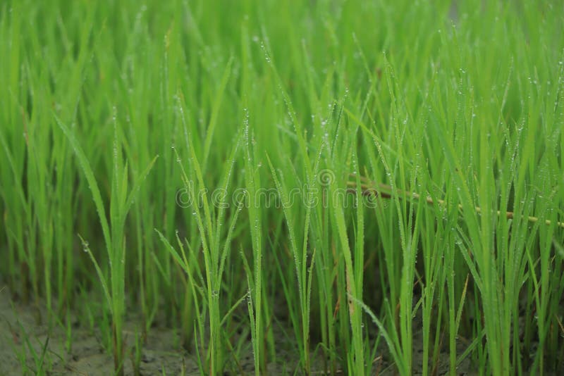 Rice Seedling Growing in the Rice Field Stock Image - Image of grass ...