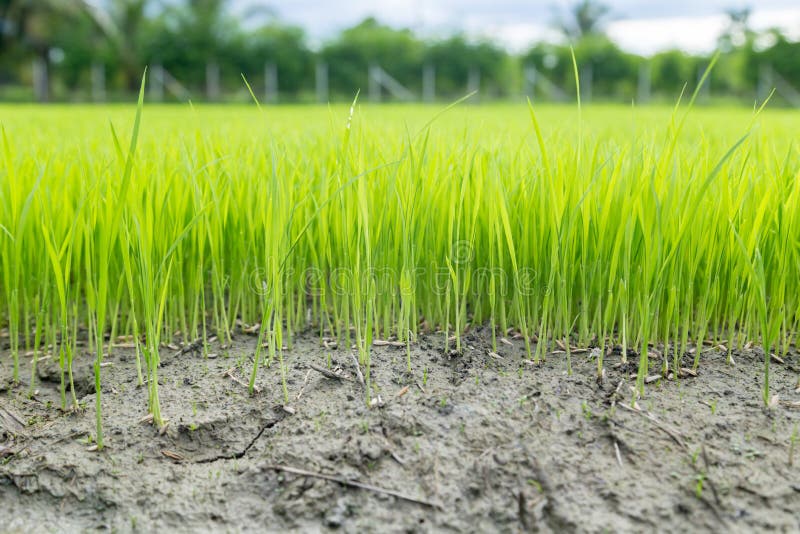 Rice Seedling Growing in the Field Stock Photo - Image of rice, white ...