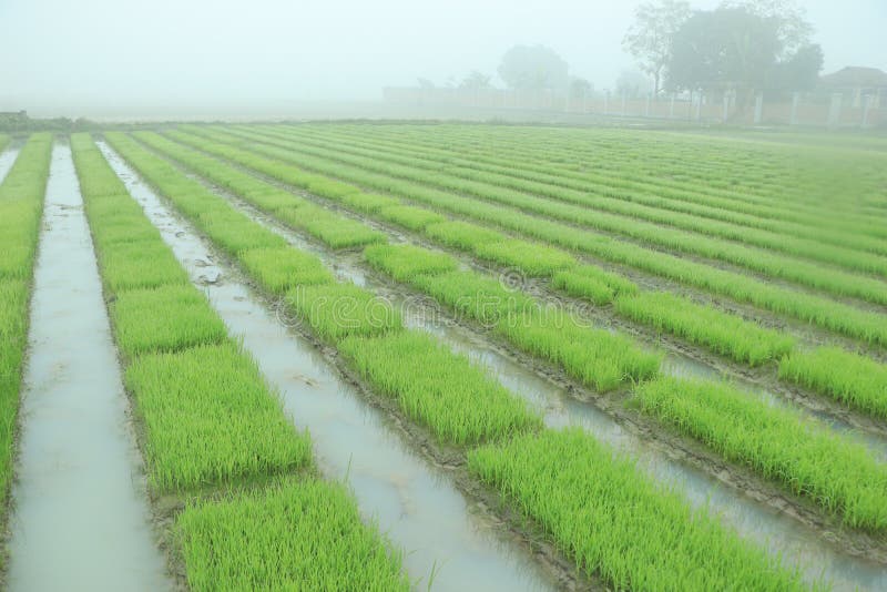 Rice Seedling Growing in Field. the Beginning of a Rice Plant Stock ...