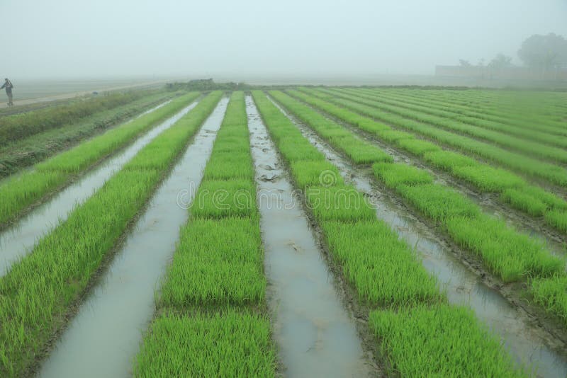 Rice Seedling Growing in Field. the Beginning of a Rice Plant Stock ...