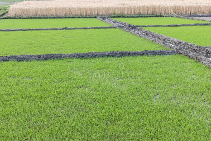 Rice Seedling Growing in the Rice Paddy Stock Photo - Image of initial ...