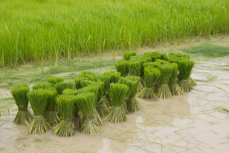 Rice Seedling on Muddy Water Stock Photo - Image of country, plant ...