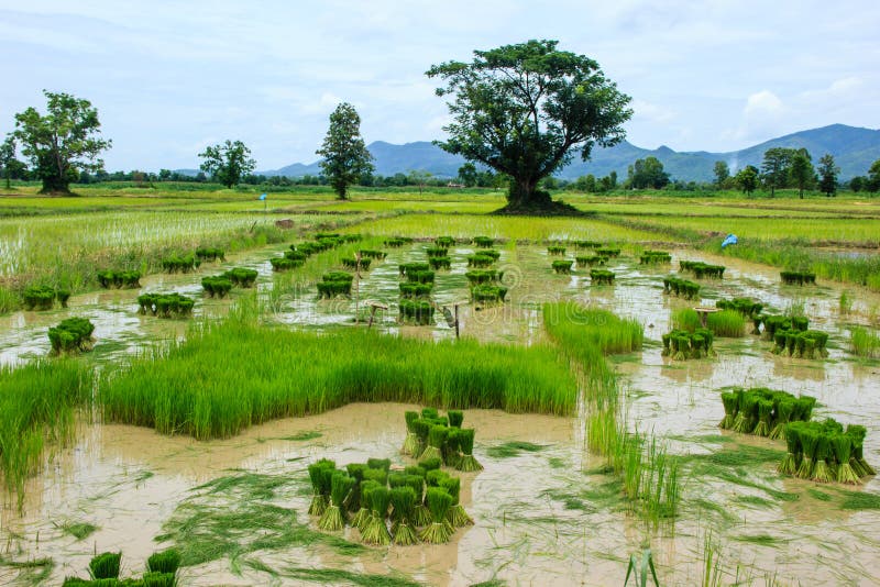 Rice Seedling on Muddy Water Stock Photo - Image of green, countryside ...