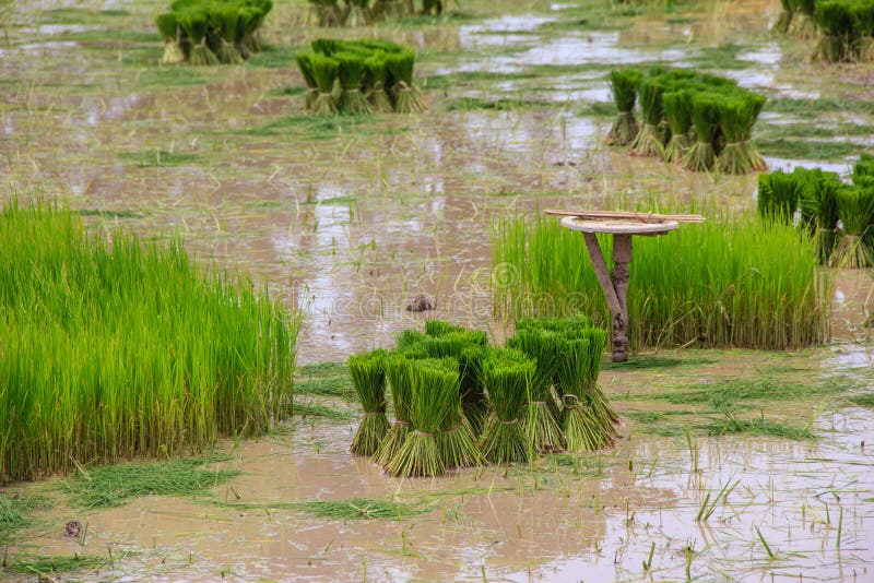 Rice Seedling on Muddy Water Stock Photo - Image of asia, paddy: 84826406
