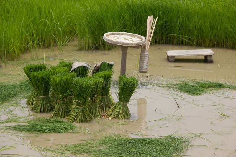 Rice Seedling on Muddy Water Stock Photo - Image of country, plant ...