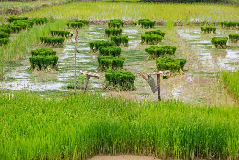 Rice Seedling on Muddy Water Stock Image - Image of cultivation, growth ...