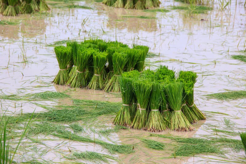 Rice Seedling on Muddy Water Stock Photo - Image of rice, farm: 84831778