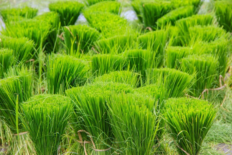 Rice Seedling on Muddy Water Stock Image - Image of crop, plantation ...