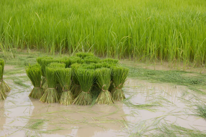 Rice Seedling on Muddy Water Stock Photo - Image of countryside, paddy ...