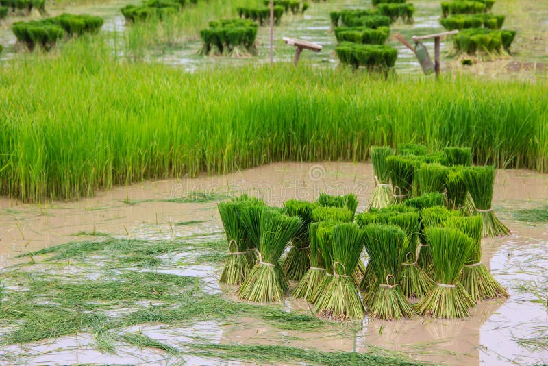 Rice Seedling on Muddy Water Stock Photo - Image of food, tradition ...