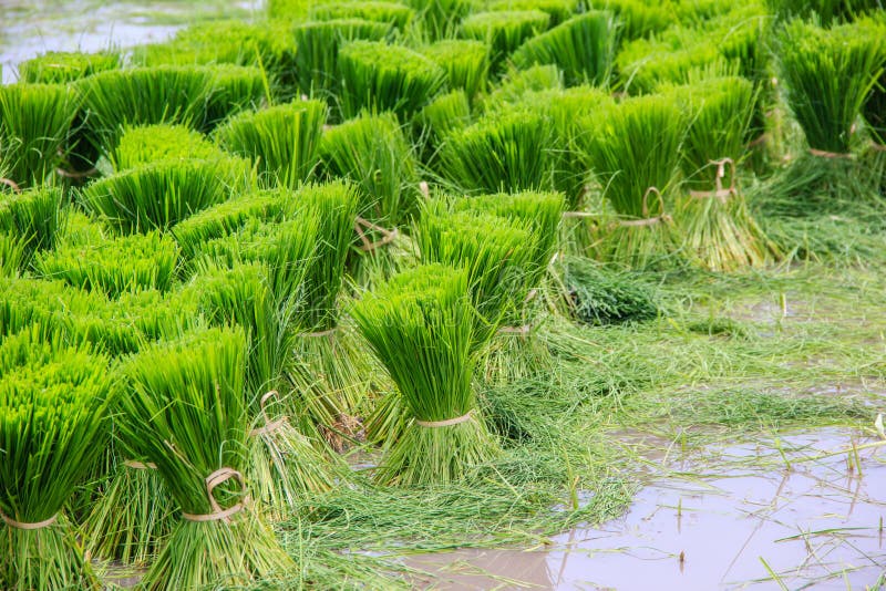 Rice Seedling on Muddy Water Stock Photo - Image of country, plant ...