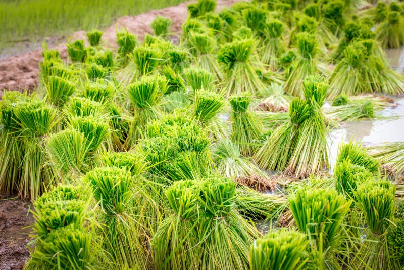 Seedling Rice Harvest stock photo. Image of culture, harvest - 21773436