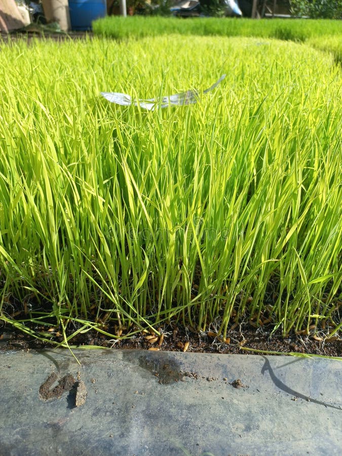 Rice Seedling Plastic Nursery Stock Image - Image of leaf, plant: 263075417