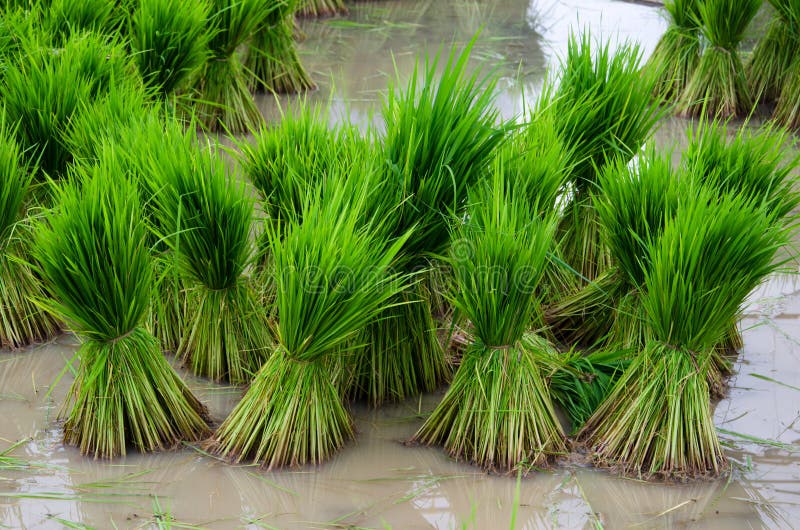 Rice seedling stock photo. Image of farm, crop, rice - 45129442