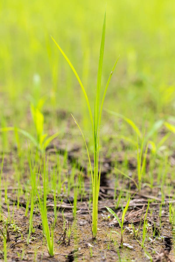 Rice Seedlings,The Beginning Of A Rice Plant Stock Image - Image of ...