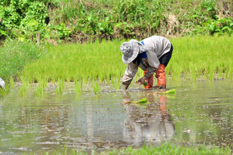 Rice Seedling Transplanting. Stock Image - Image of outdoor, asia: 25742239