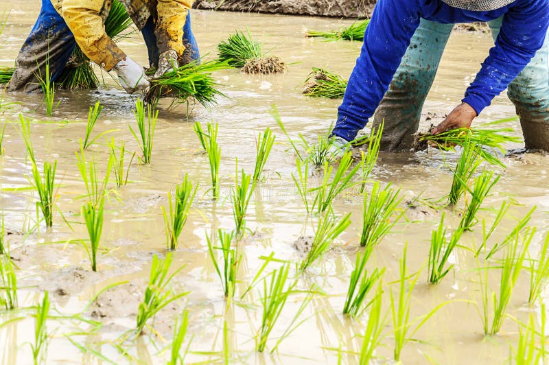 Rice Seedling Transplanting Stock Image - Image of green, thailand ...