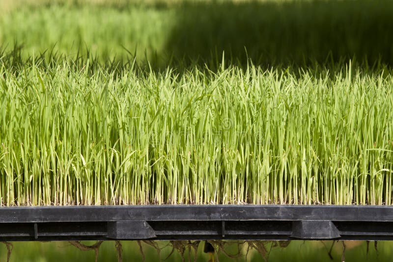 Rice seedling on tray stock image. Image of agricultural - 22489153