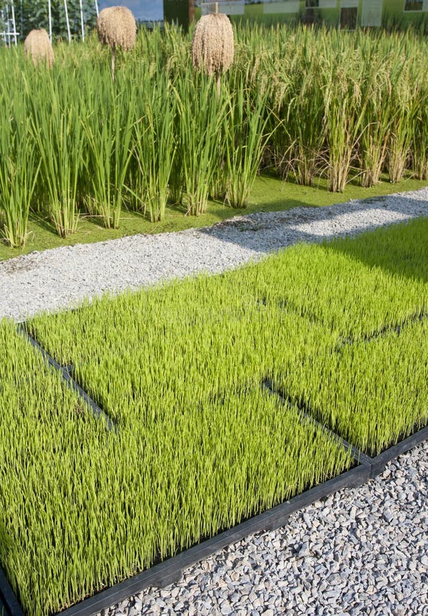 Rice seedling in tray stock photo. Image of perspective - 22672786