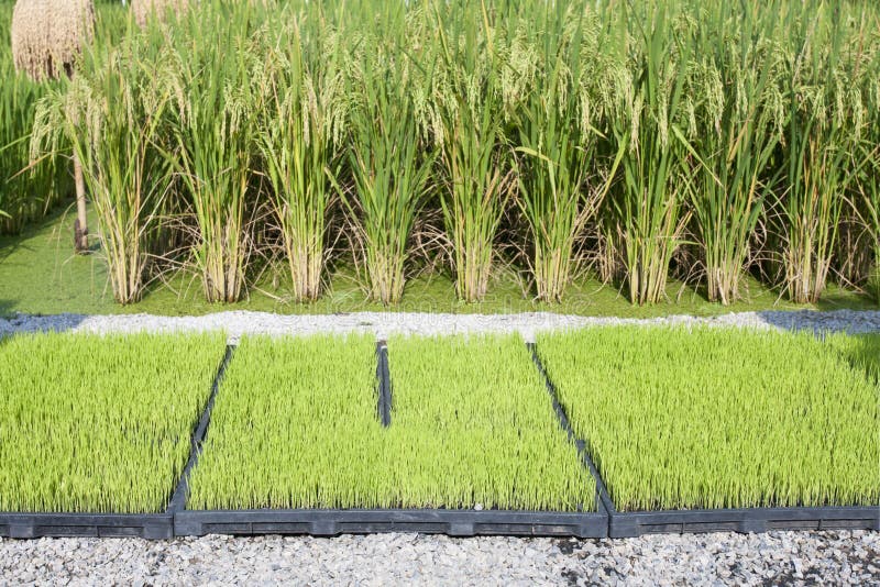 Rice Seedling in Tray and Plants Stock Image - Image of farm, farmland ...