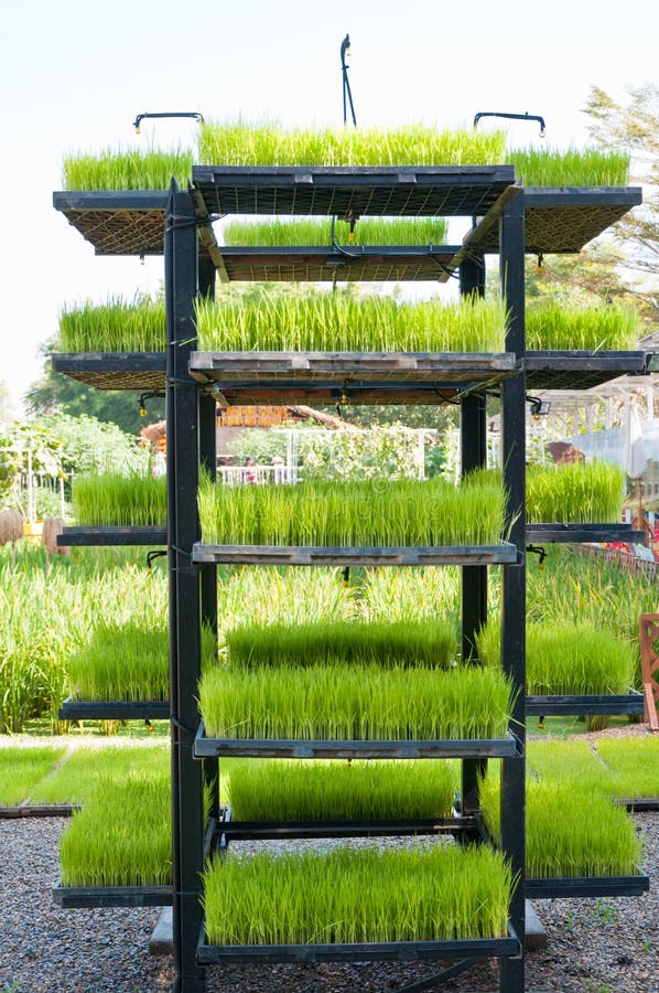 Rice Seedling in Tray on Shelf Stock Photo - Image of agriculture ...