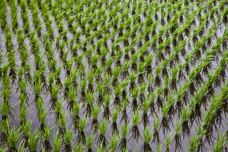 Rice seedling stock image. Image of cultivate, grain - 57023339