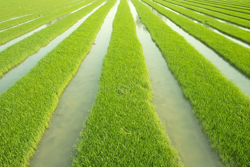 Rice seedlings stock photo. Image of plant, spring, leaf - 14338110