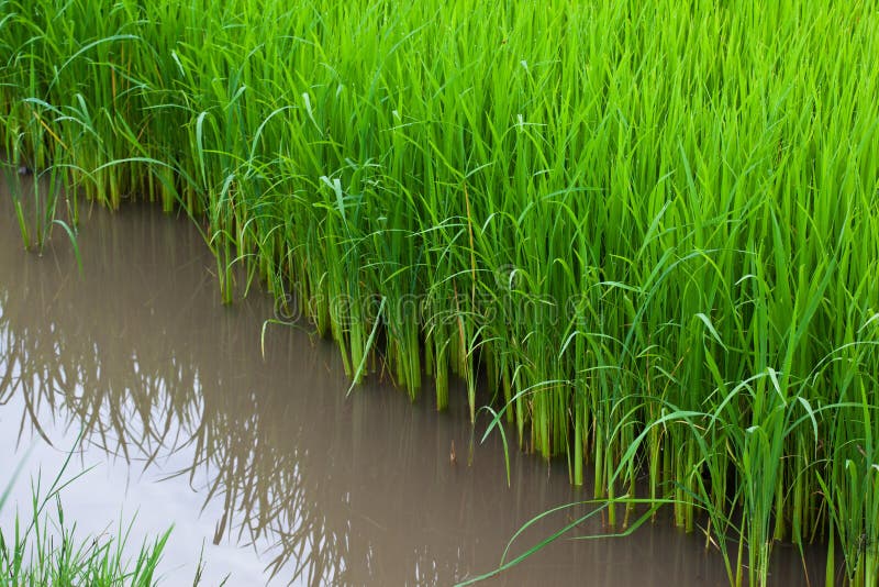 Rice seedlings stock photo. Image of field, food, asia - 20387766