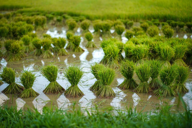 Rice Seedlings, Agriculture in Rice Fields Stock Image - Image of ...