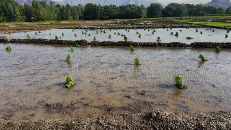 Rice Seedlings Bundle Distributed in Fields for Planting Stock Video ...