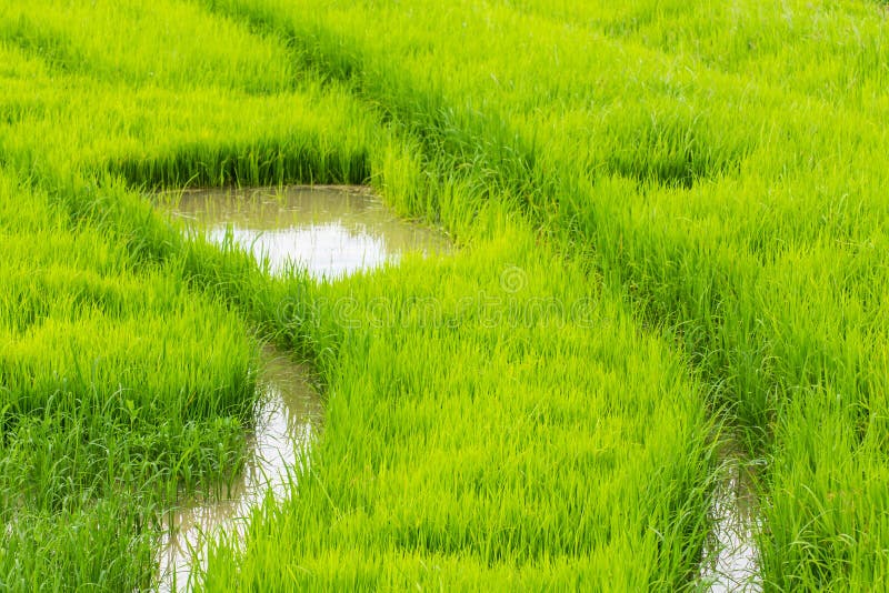 Soil in rice field stock image. Image of ecology, farm - 43124891
